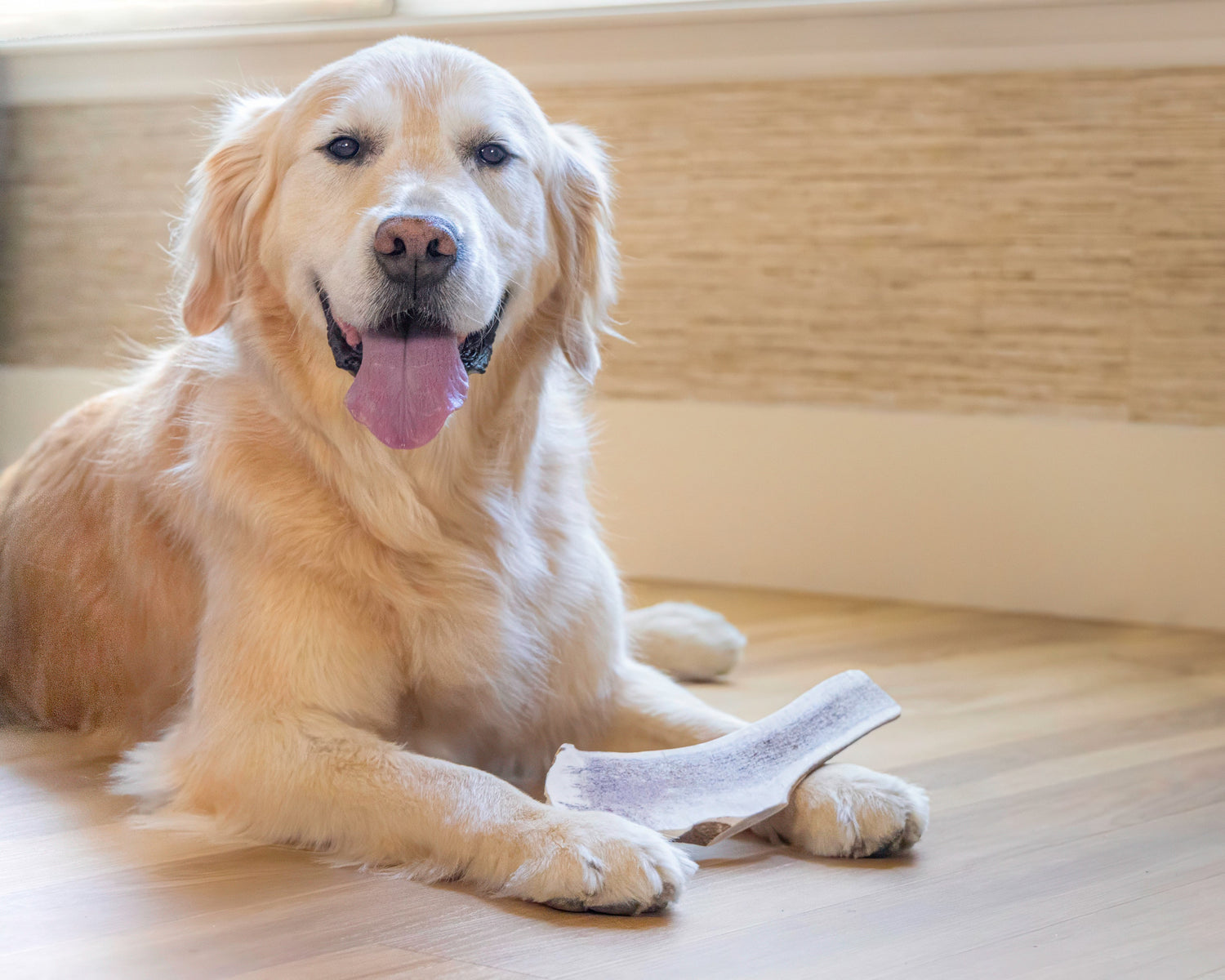 Antler Size - Pet Antlers - RidgeRunner – RidgeRunner Antlers