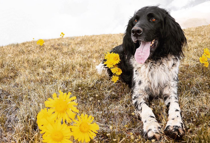 RidgeRunner Antlers | Moose, Deer & Elk Antler Dog Chews